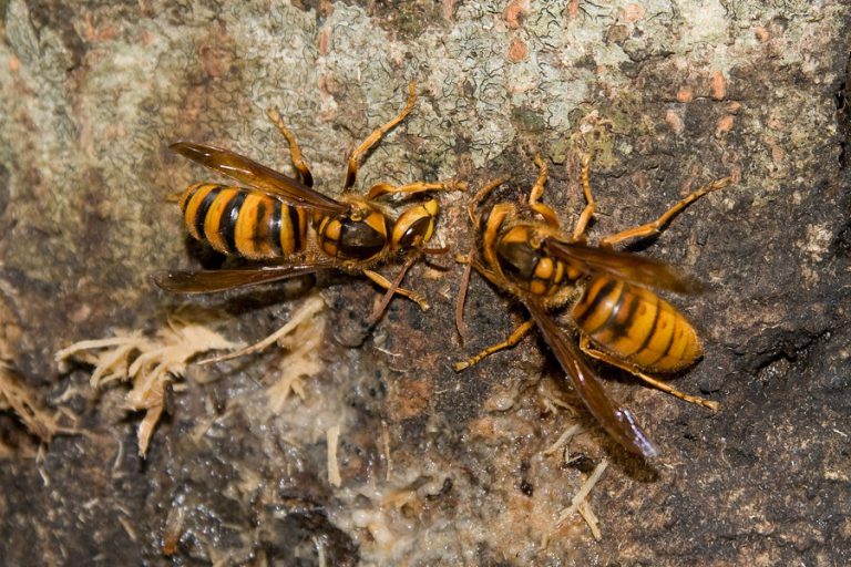 Vespa_simillima_xanthoptera_01-2 | ムシムシバスターズ